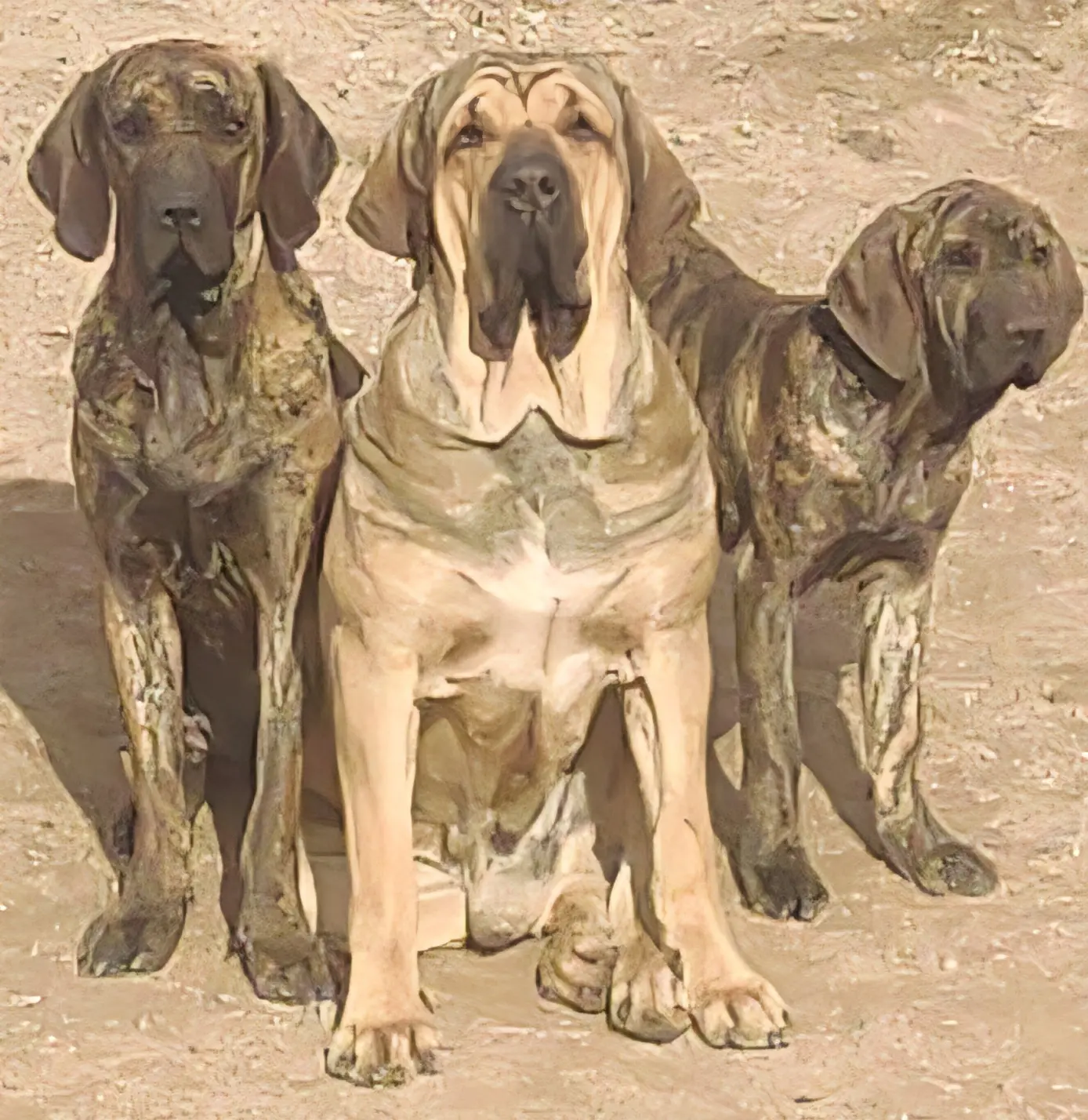 Filas - Boot Ranch Temecula