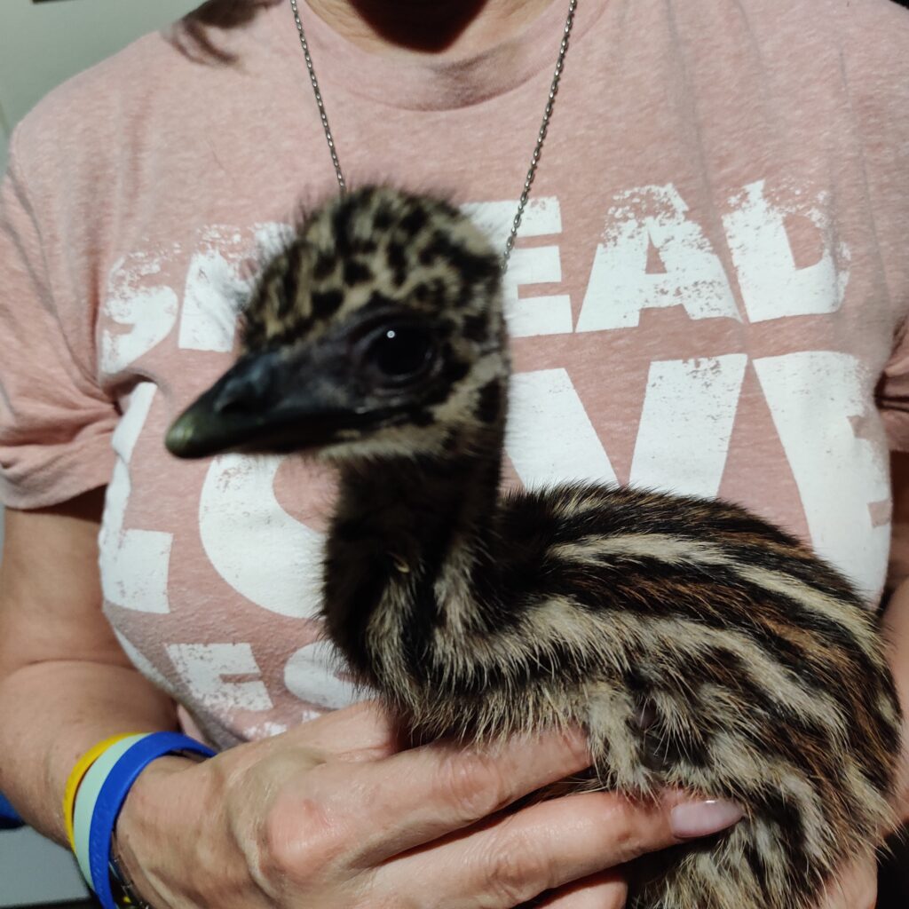 Emus - Boot Ranch Temecula