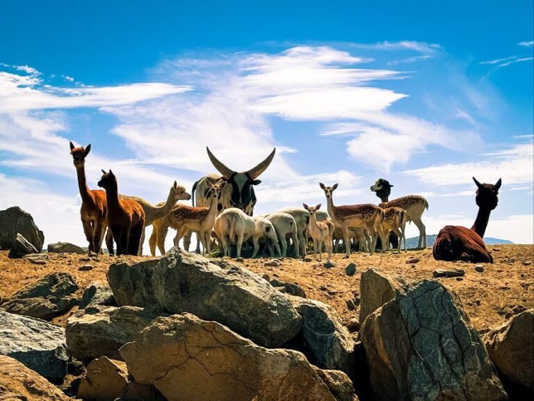 About Us - Boot Ranch Temecula