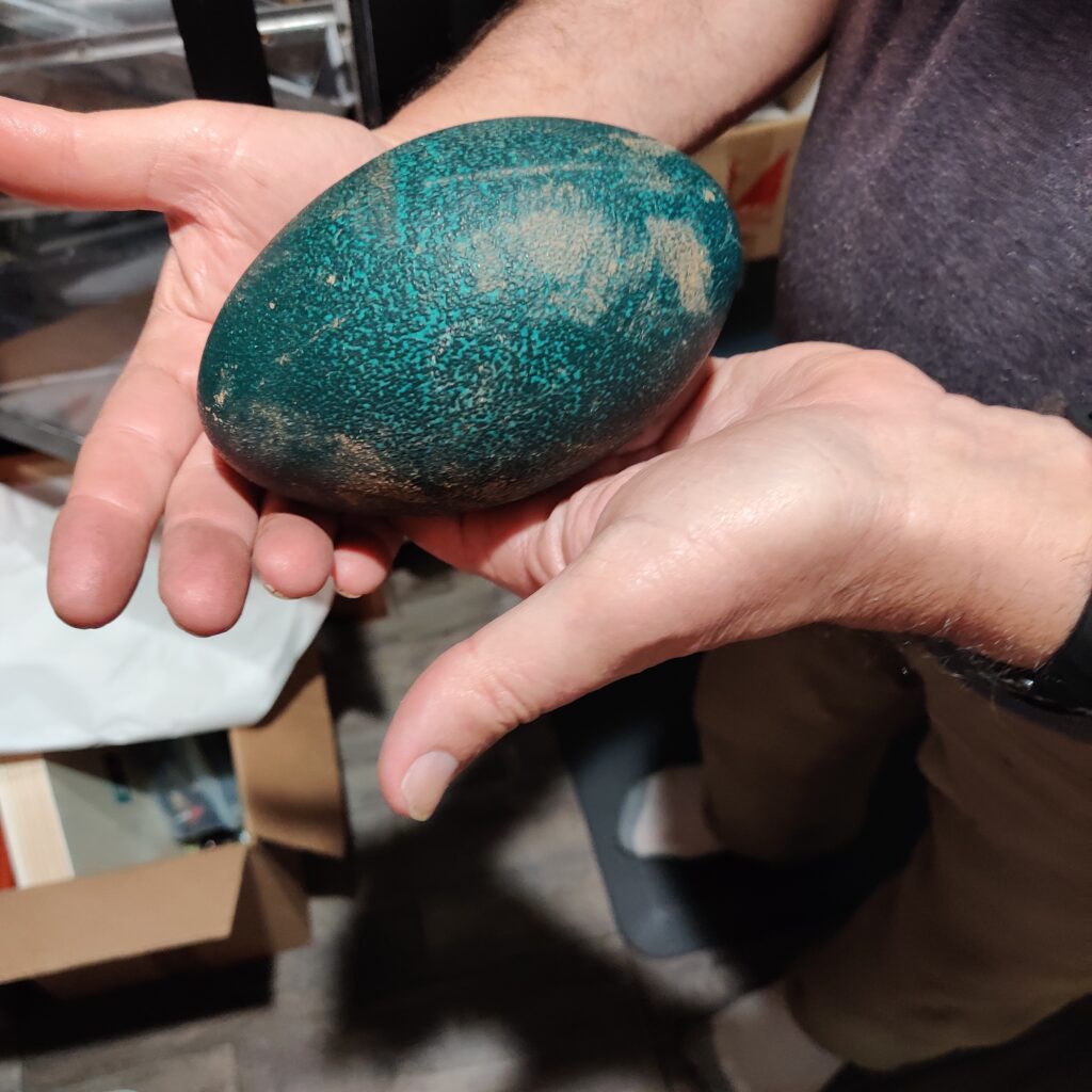 Emus - Boot Ranch Temecula