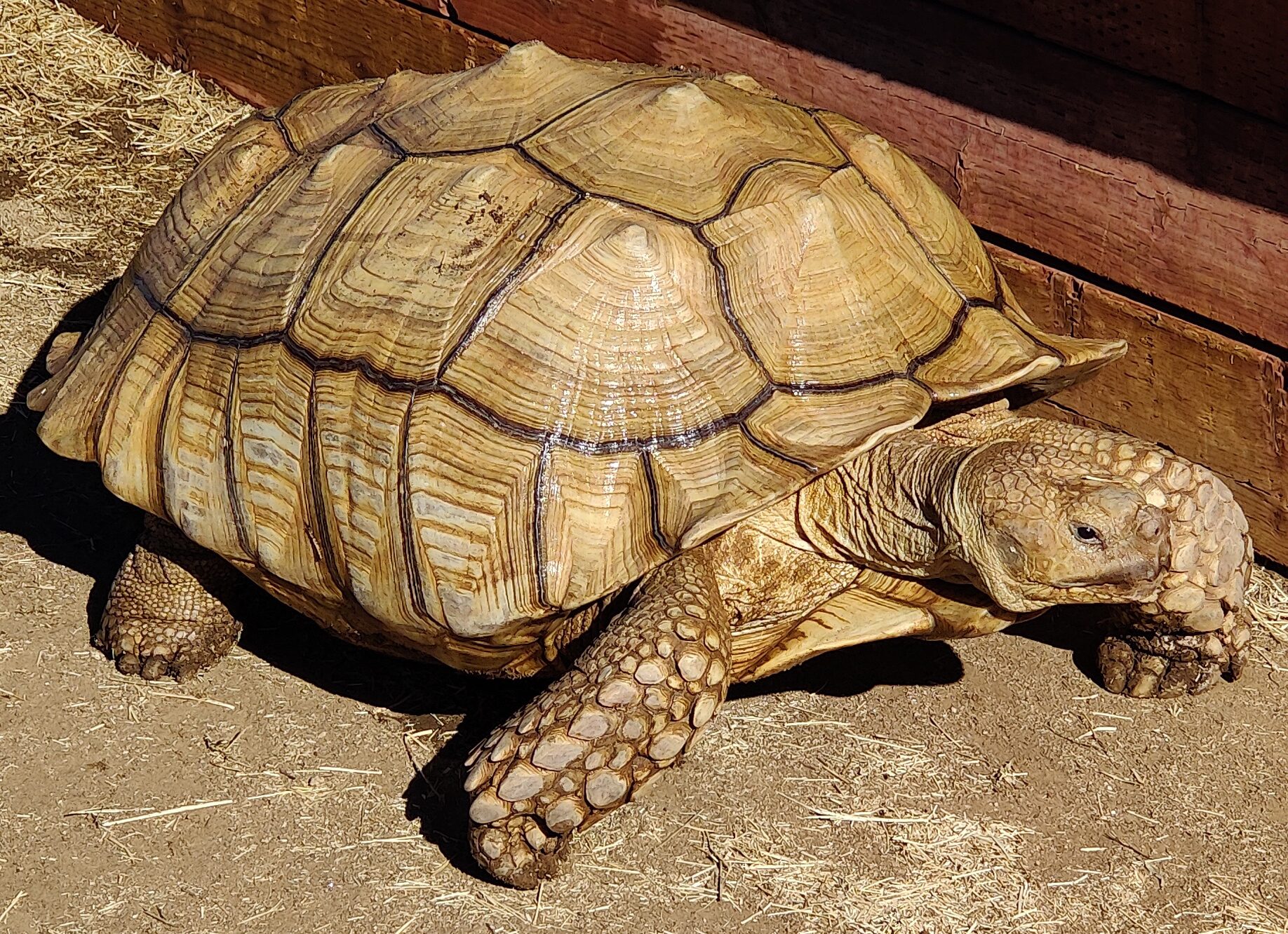 Tortoises - Boot Ranch Temecula