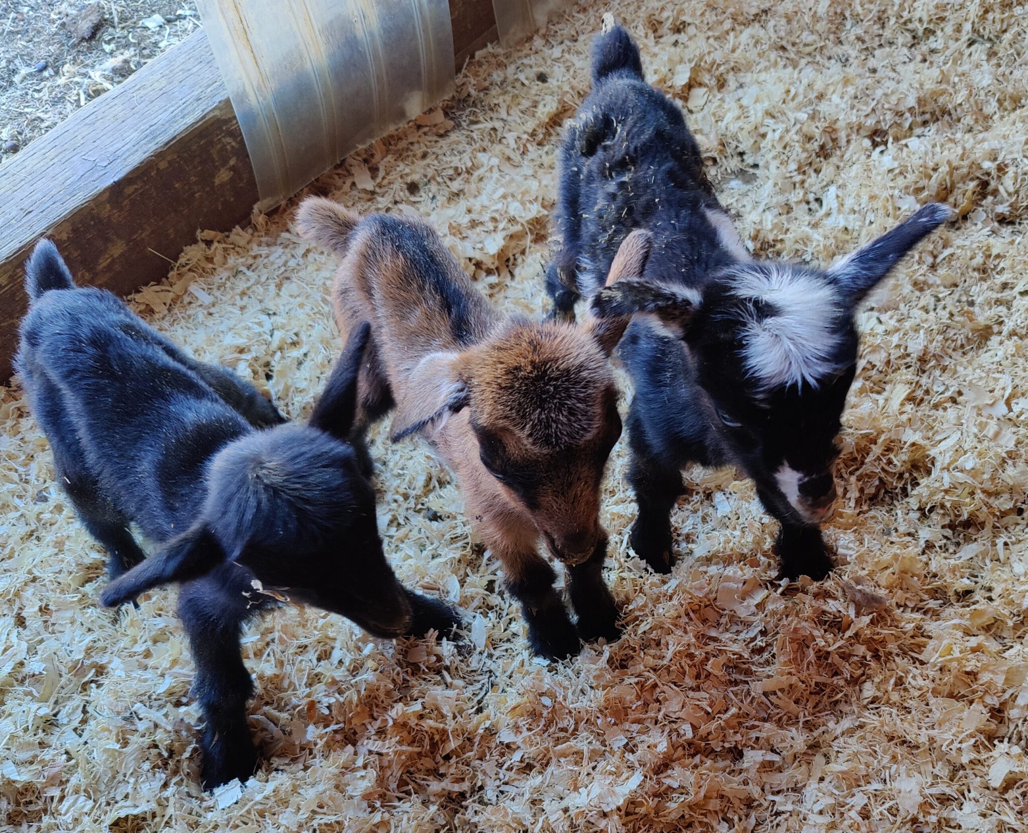 Goats - Boot Ranch Temecula