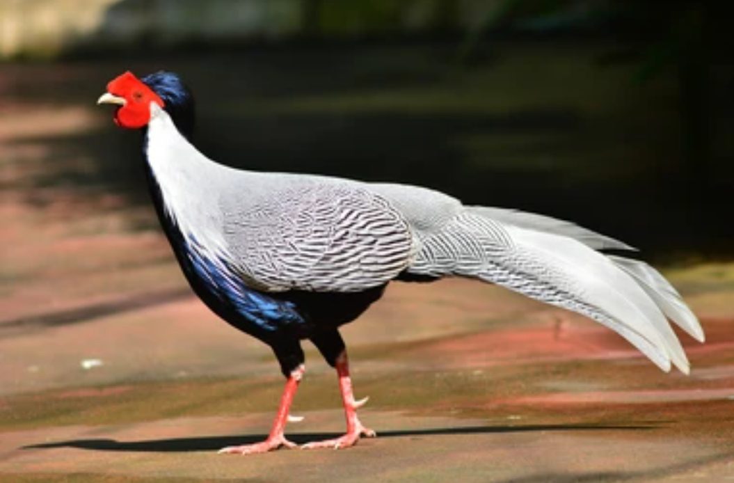 Pheasants - Boot Ranch Temecula