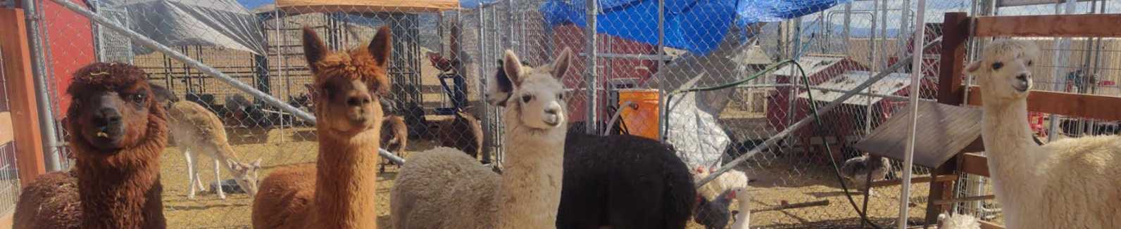 Alpacas - Boot Ranch Temecula