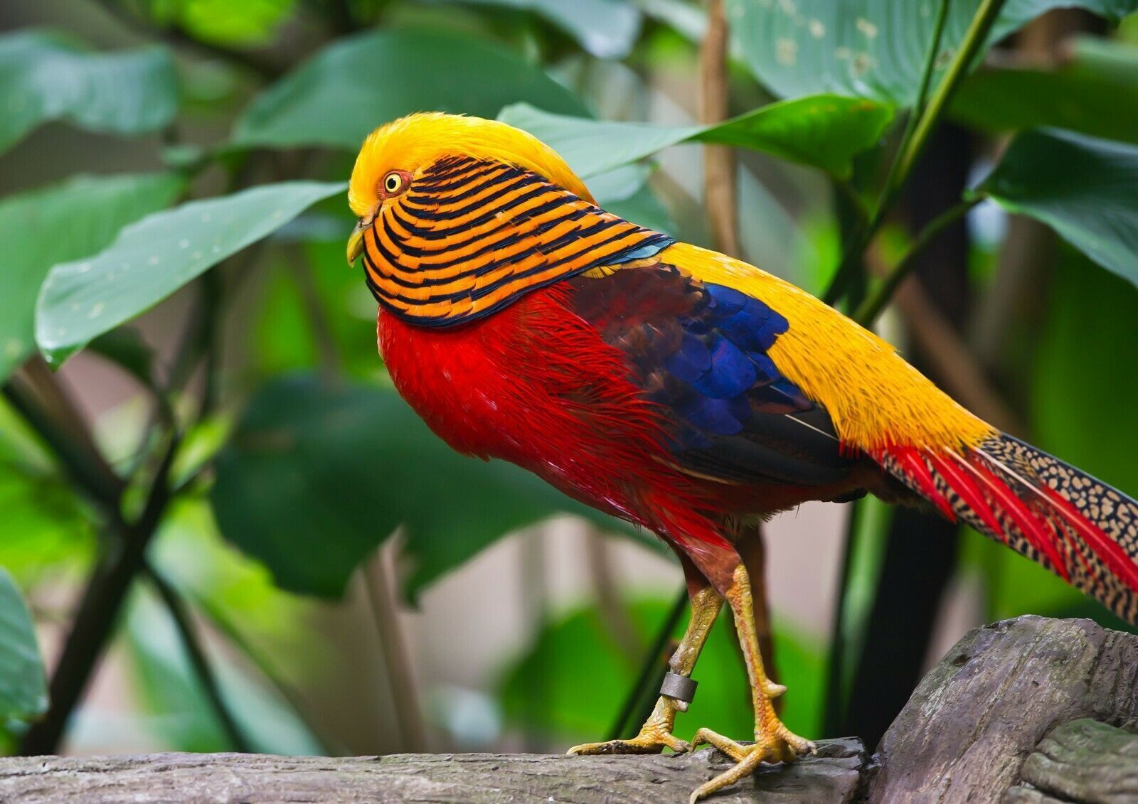 Pheasants - Boot Ranch Temecula