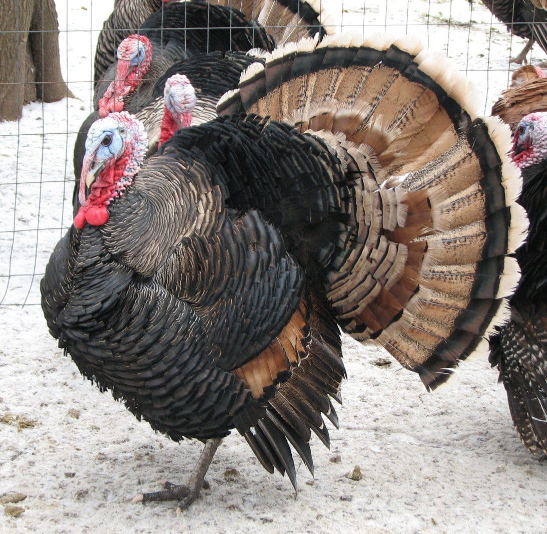Turkeys - Boot Ranch Temecula