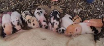 Pigs - Boot Ranch Temecula