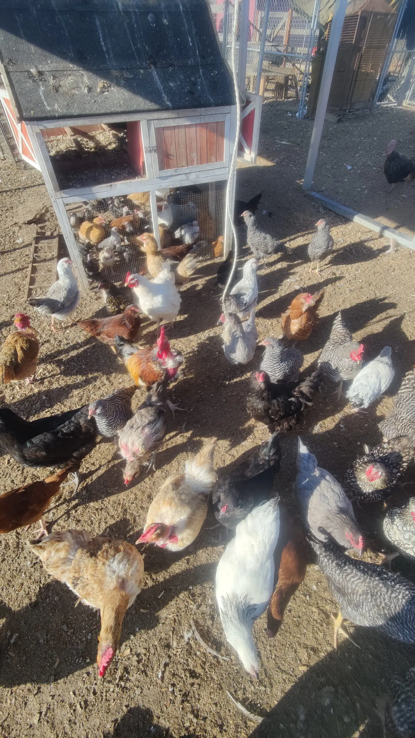 Birds - Boot Ranch Temecula