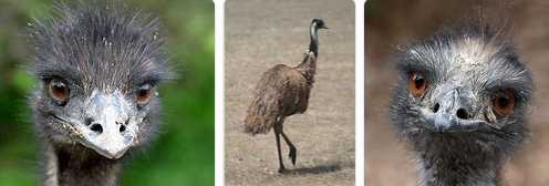 Emus - Boot Ranch Temecula