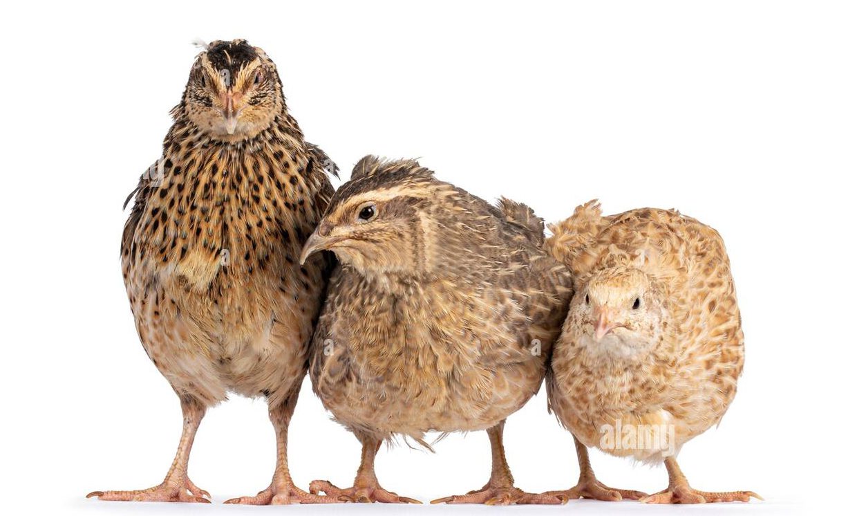 Quail - Boot Ranch Temecula